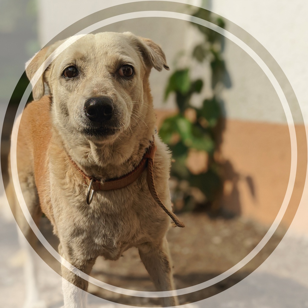 Strays currently in TIFR