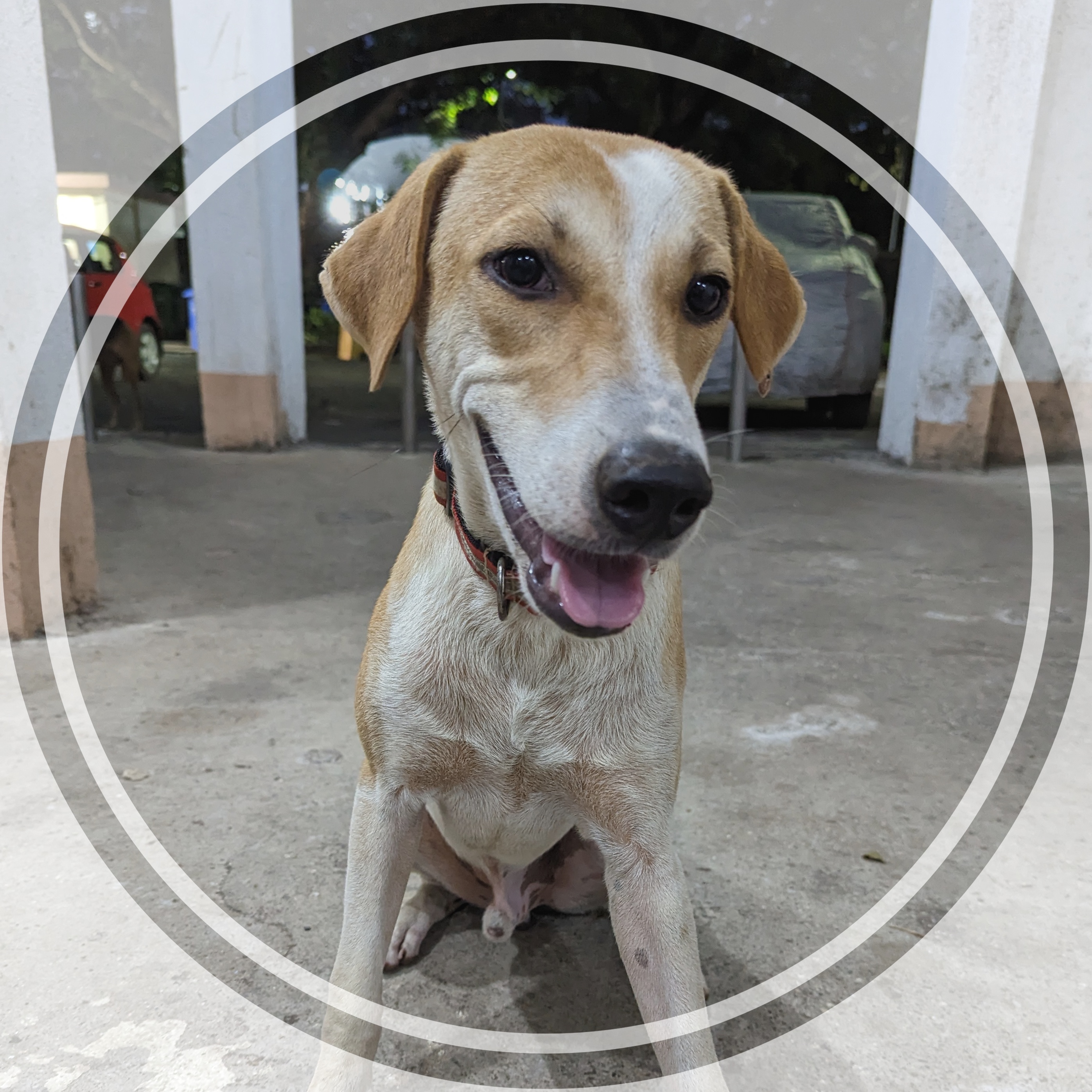 Strays currently in TIFR